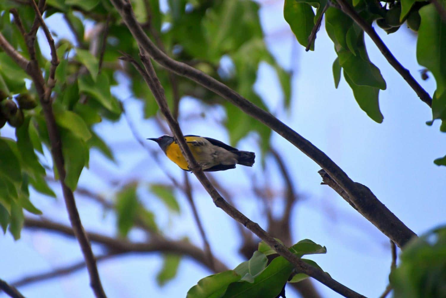 Best Places to Go Birdwatching in Turks & Caicos